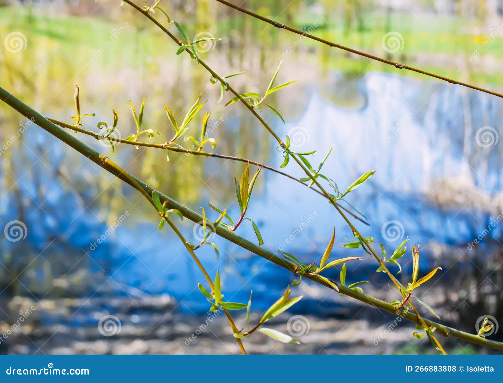 Spring Landscape. Trees in a Park Stock Photo - Image of forest ...