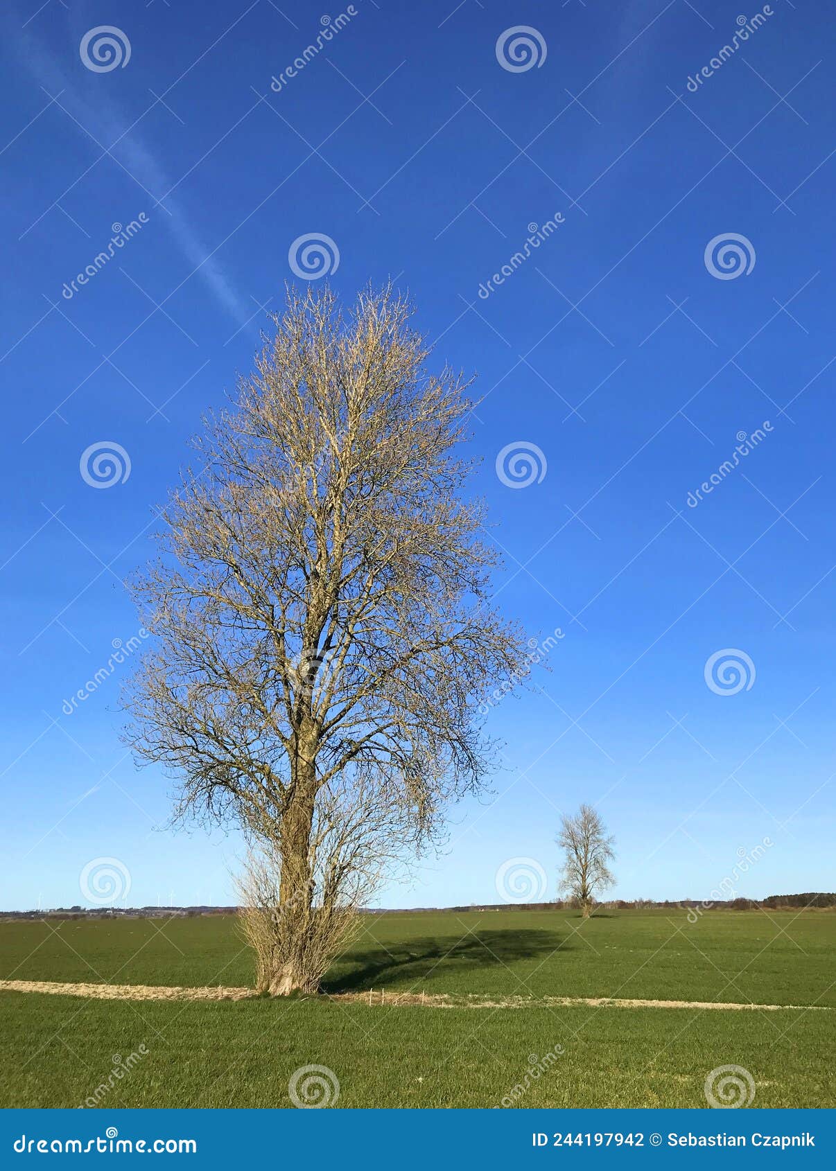 Spring Landscape with Two Trees in Green Field, Minimalistic ...