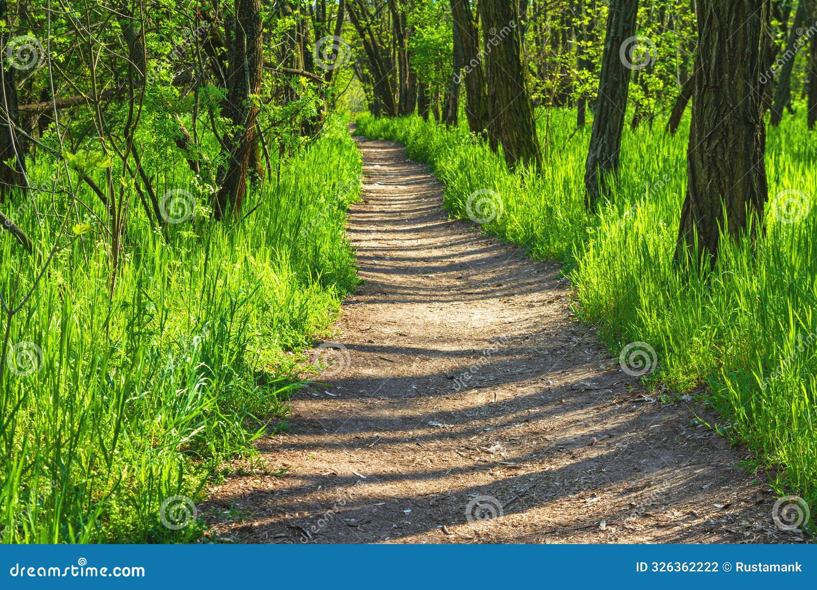 Spring Landscape - View of a Narrow Forest Path through Tall Fresh ...