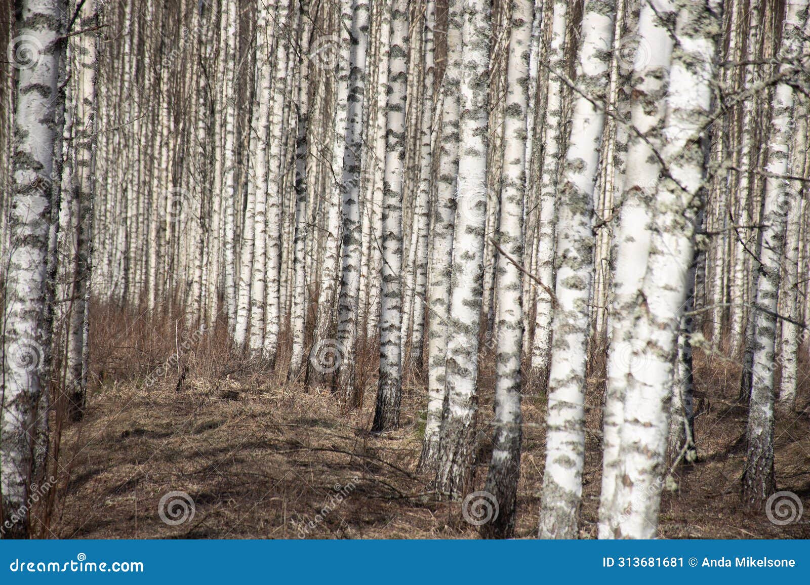 Spring Landscape with White Birch Trunks, Trees without Leaves in ...