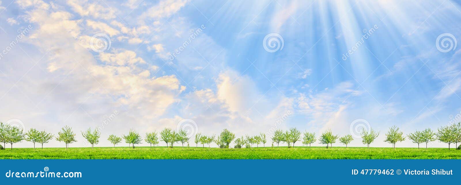 Spring Landscape with Young Trees and Sun Rays on Blue Sky Background ...