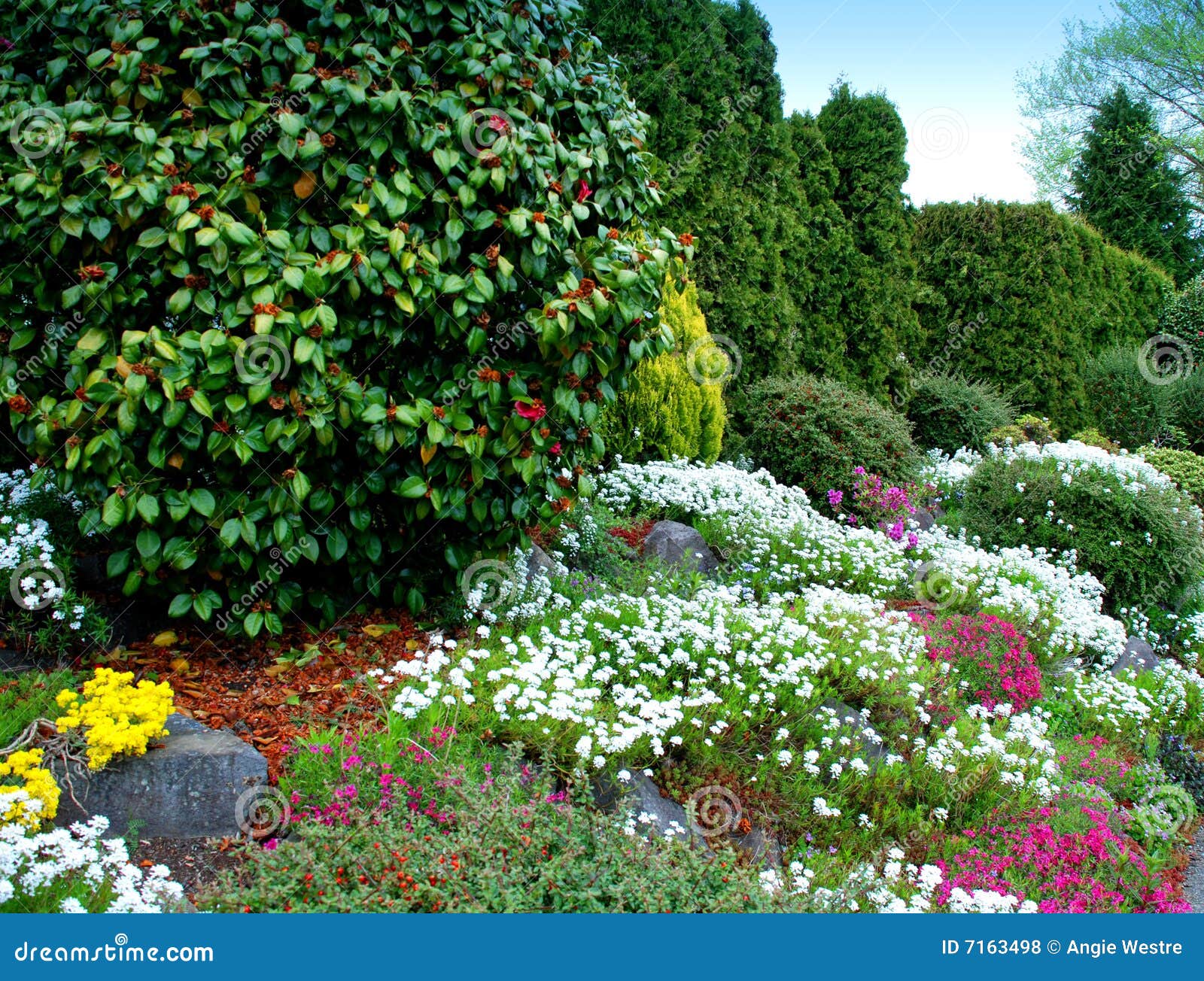 Spring Landscaping stock photo. Image of landscape, shrubs - 7163498