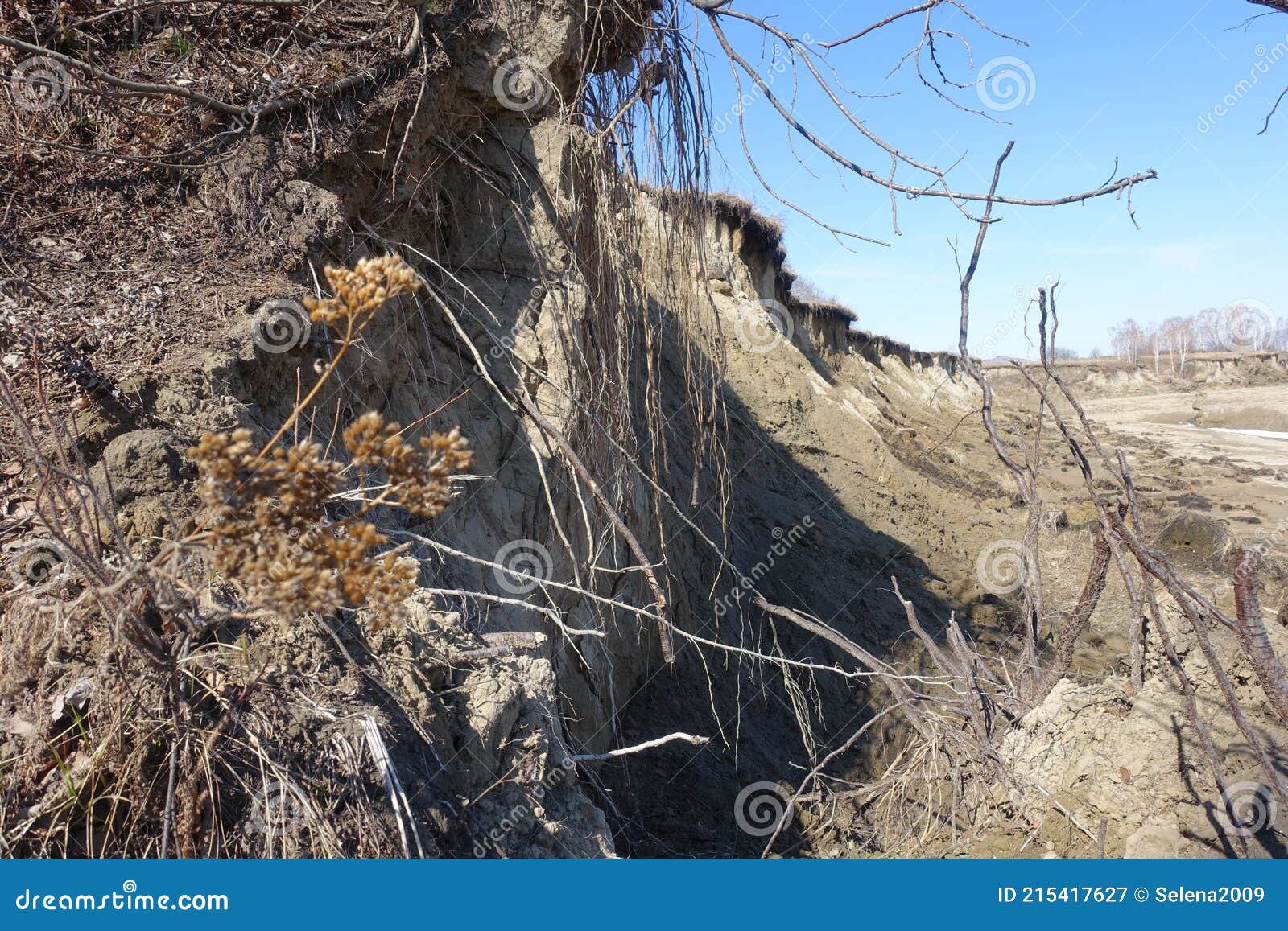 Ravine And Landslide Exposed Sandy Soil With The Roots Of Trees And ...