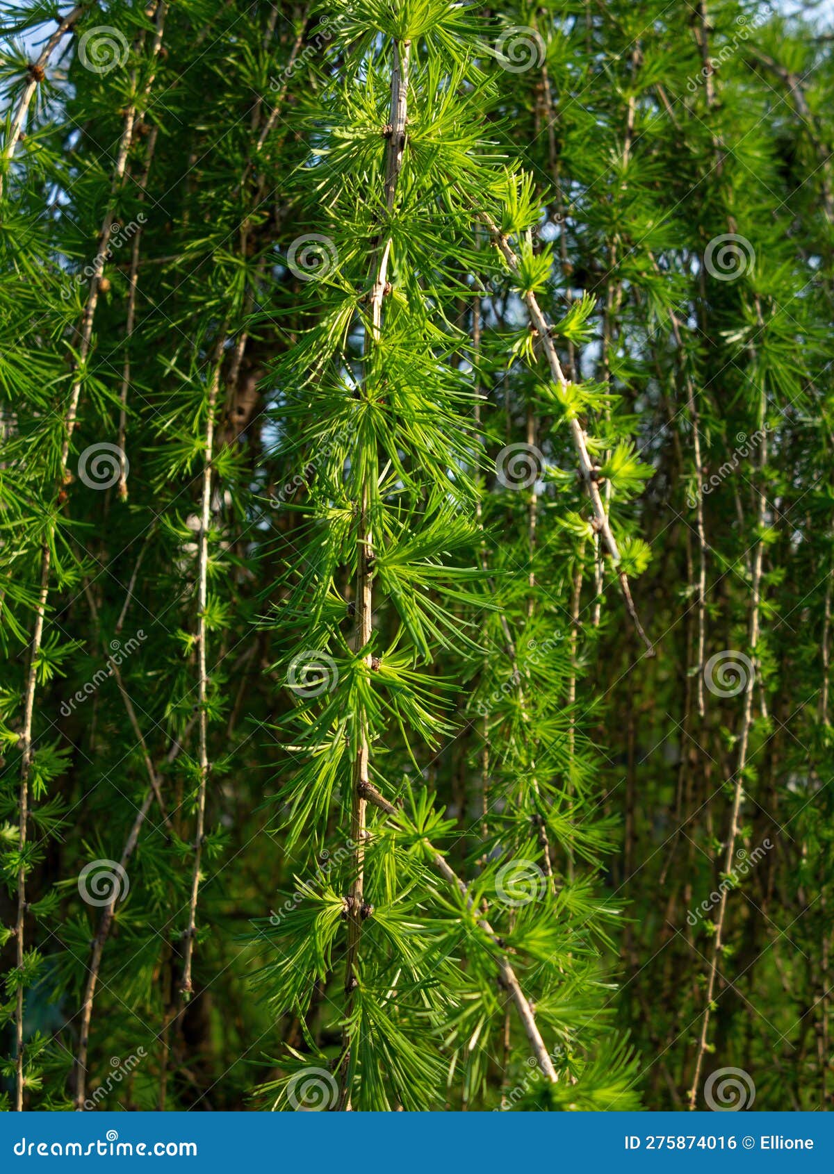 Spring Larch, Overhanging Branches in Spring Greenery. Stock Photo ...