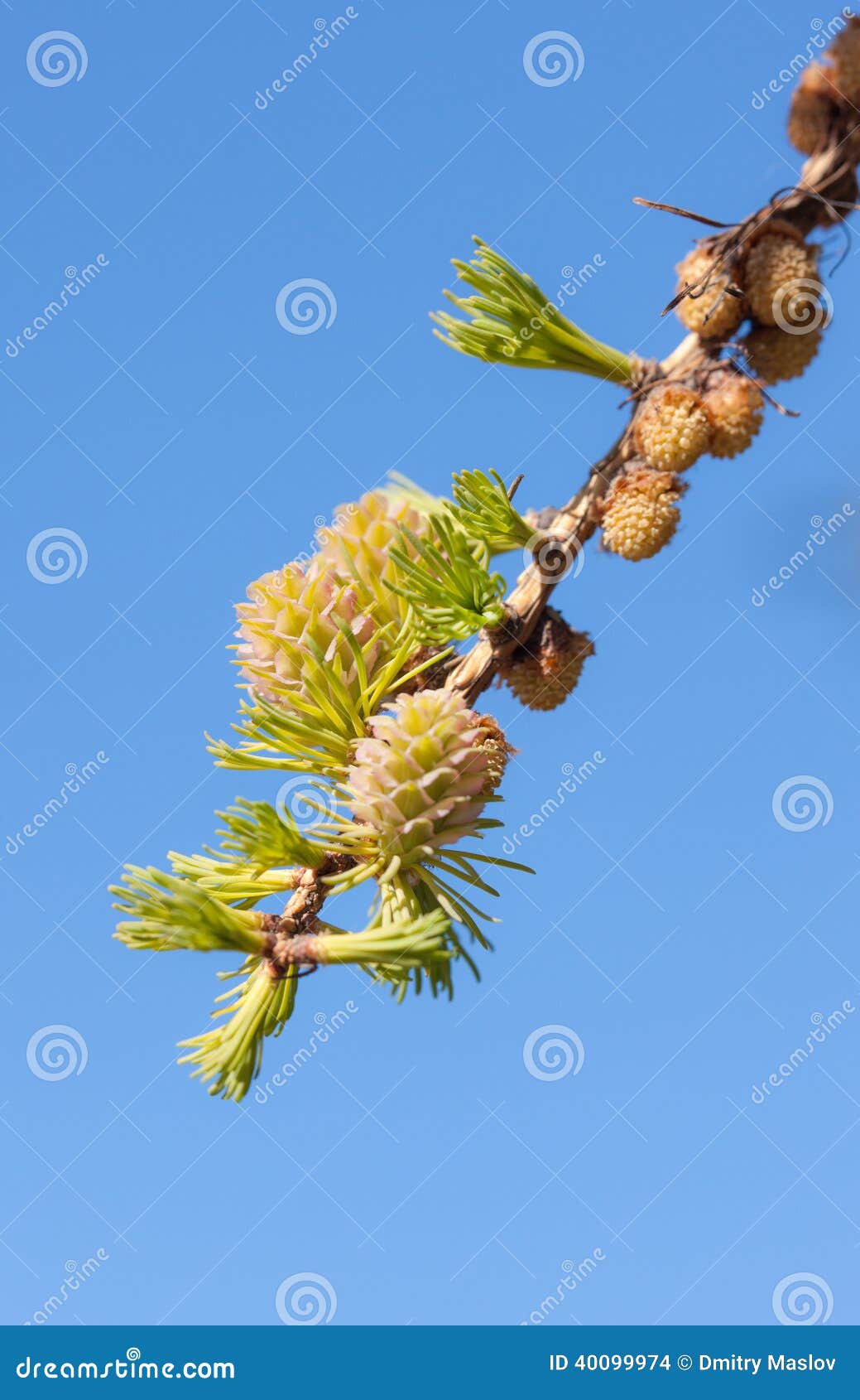 Spring larch stock photo. Image of plants, blue, young - 40099974