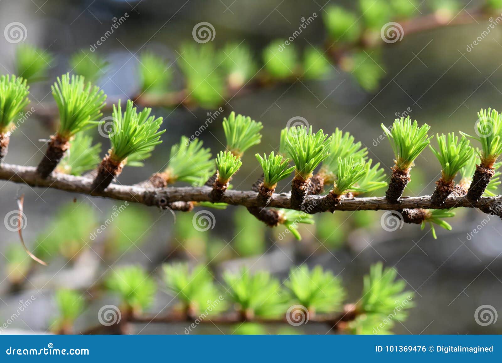 Spring larch tree stock photo. Image of growing, tree - 101369476