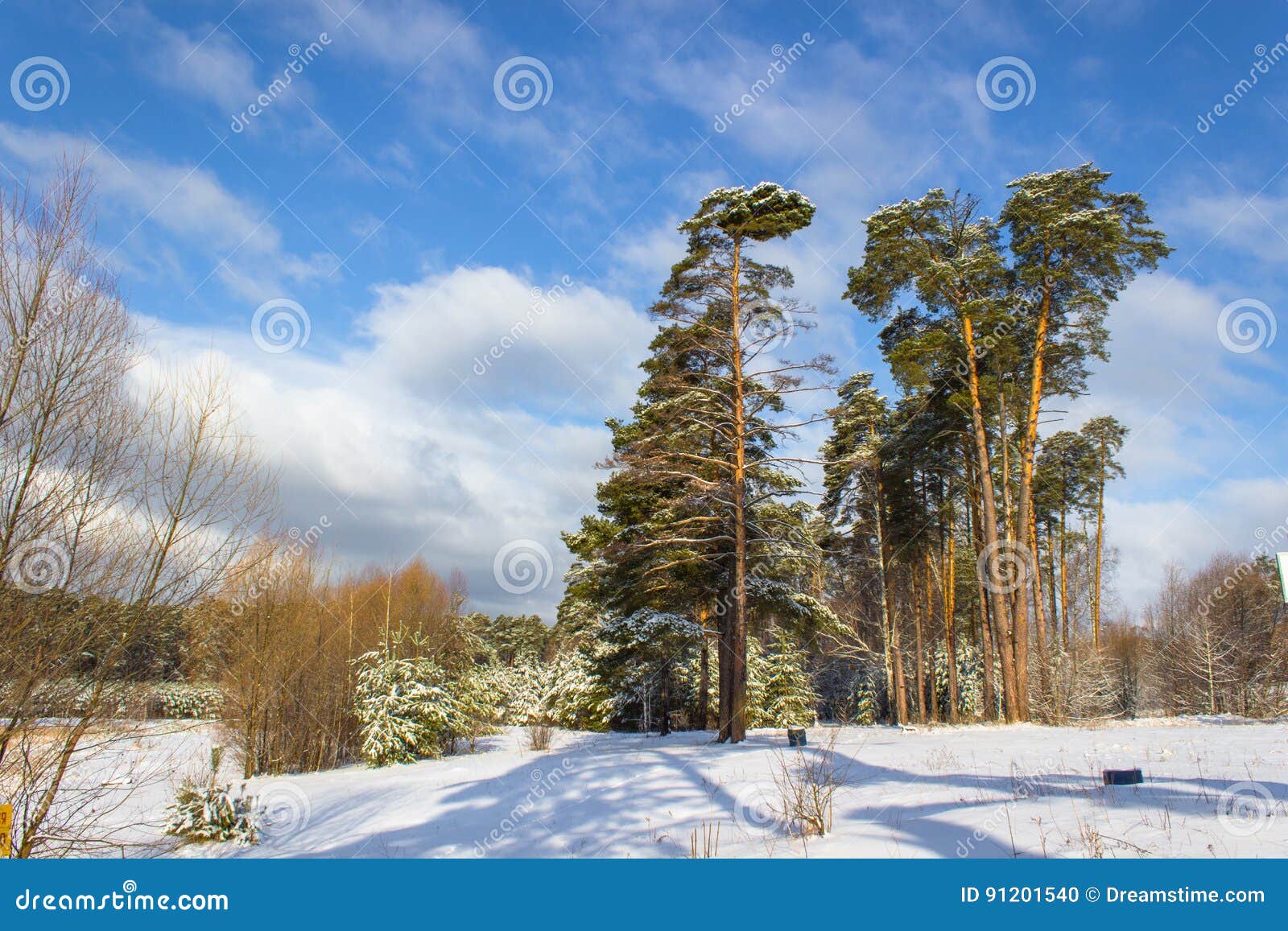 The spring is late stock photo. Image of plant, evergreen - 91201540