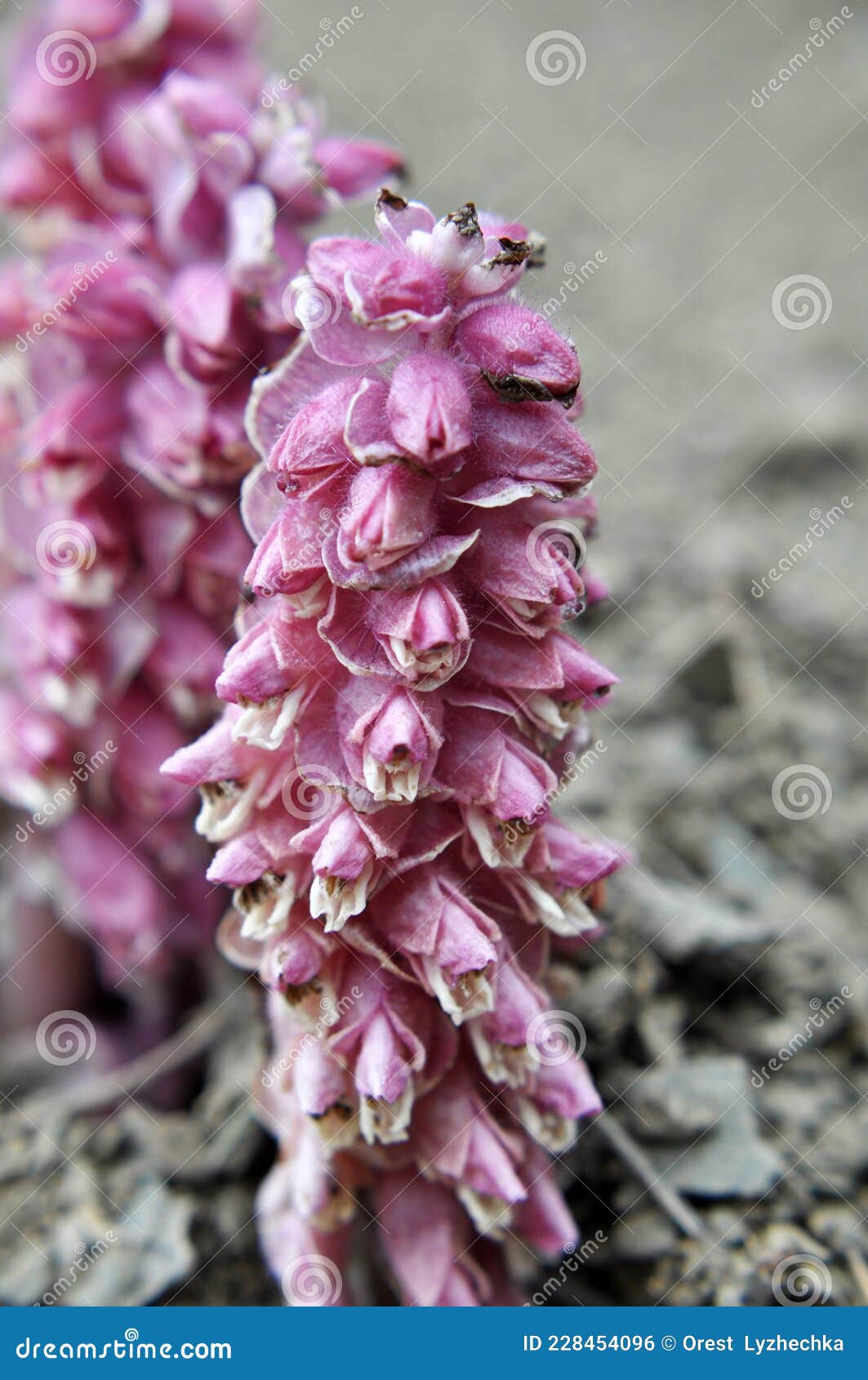 In the Spring, Lathraea Squamaria Grows in the Forest in Nature Stock ...