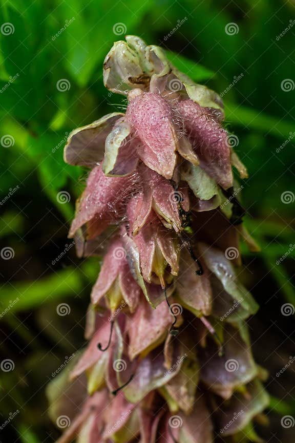 In the Spring, Lathraea Squamaria Grows in the Wild in the Wild Stock ...