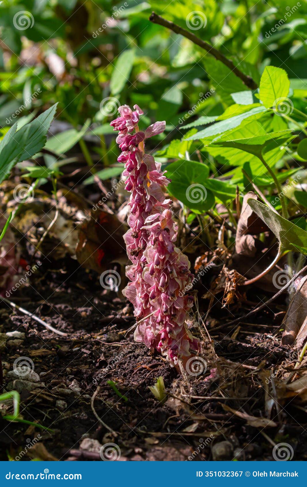 In the Spring, Lathraea Squamaria Grows in the Wild in the Wild Stock ...