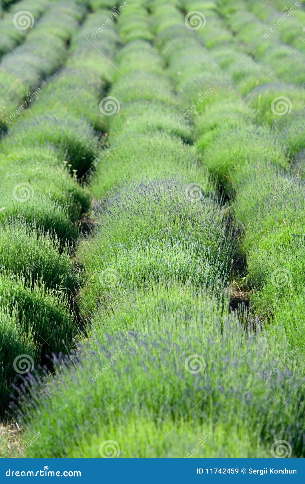 Spring Lavender field stock image. Image of lilac, crop - 11742459