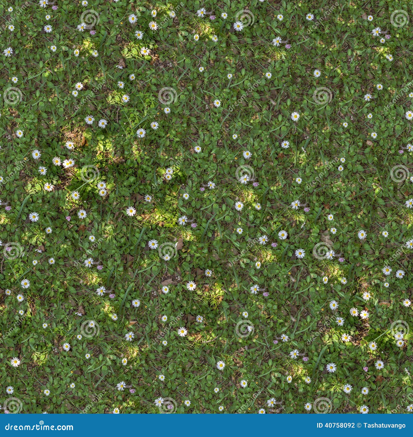Spring Lawn with Asters. Seamless TileableTexture. Stock Photo - Image ...