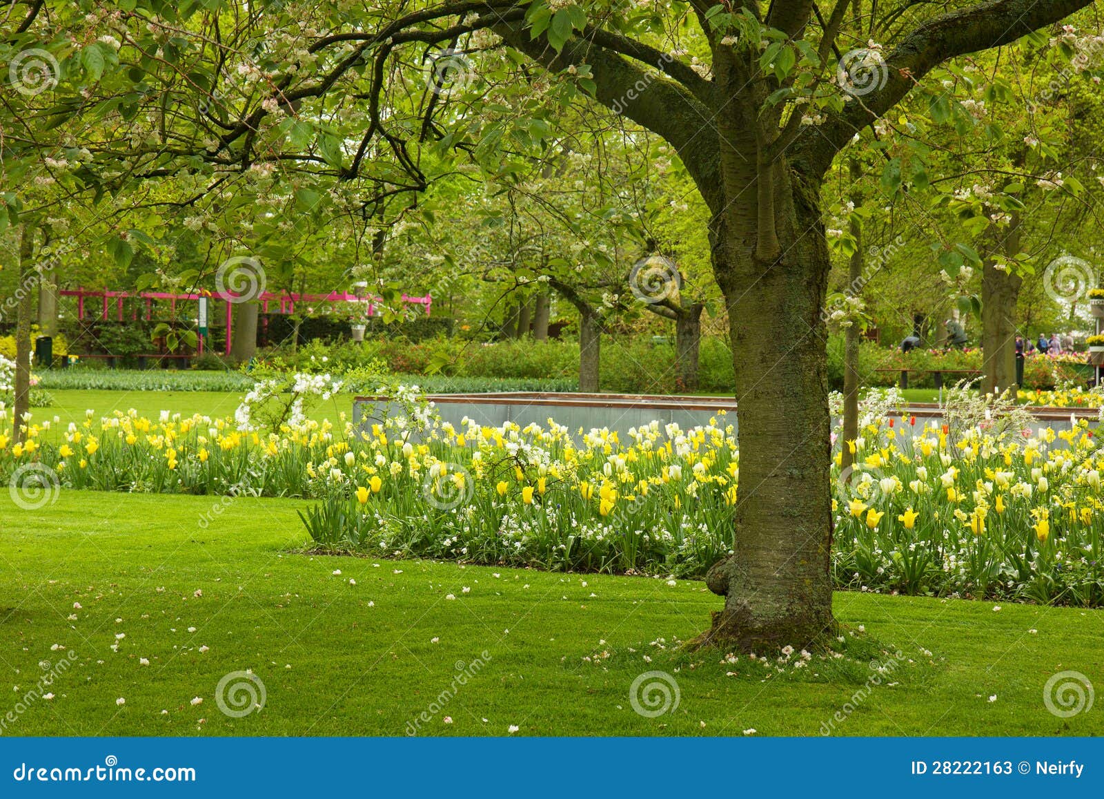 Spring lawn in garden stock image. Image of bloom, flowers - 28222163
