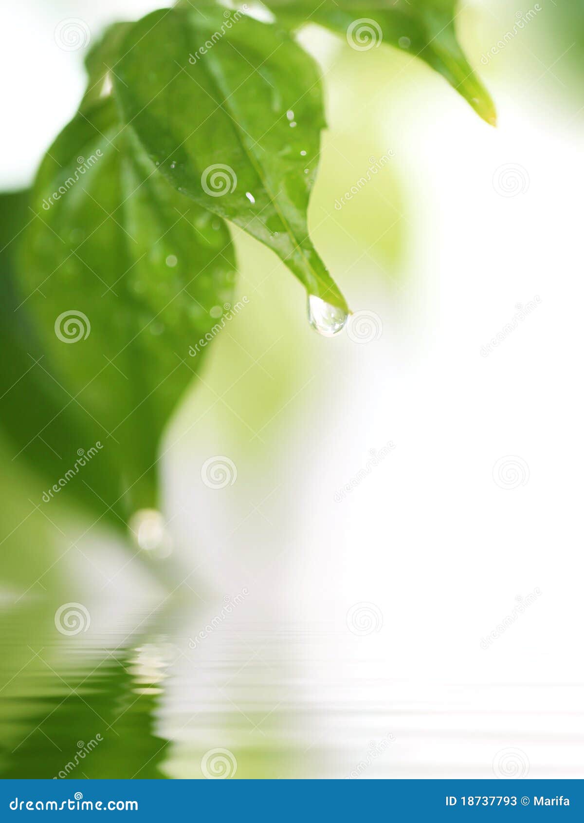 Spring leaf stock image. Image of detail, green, freshness - 18737793