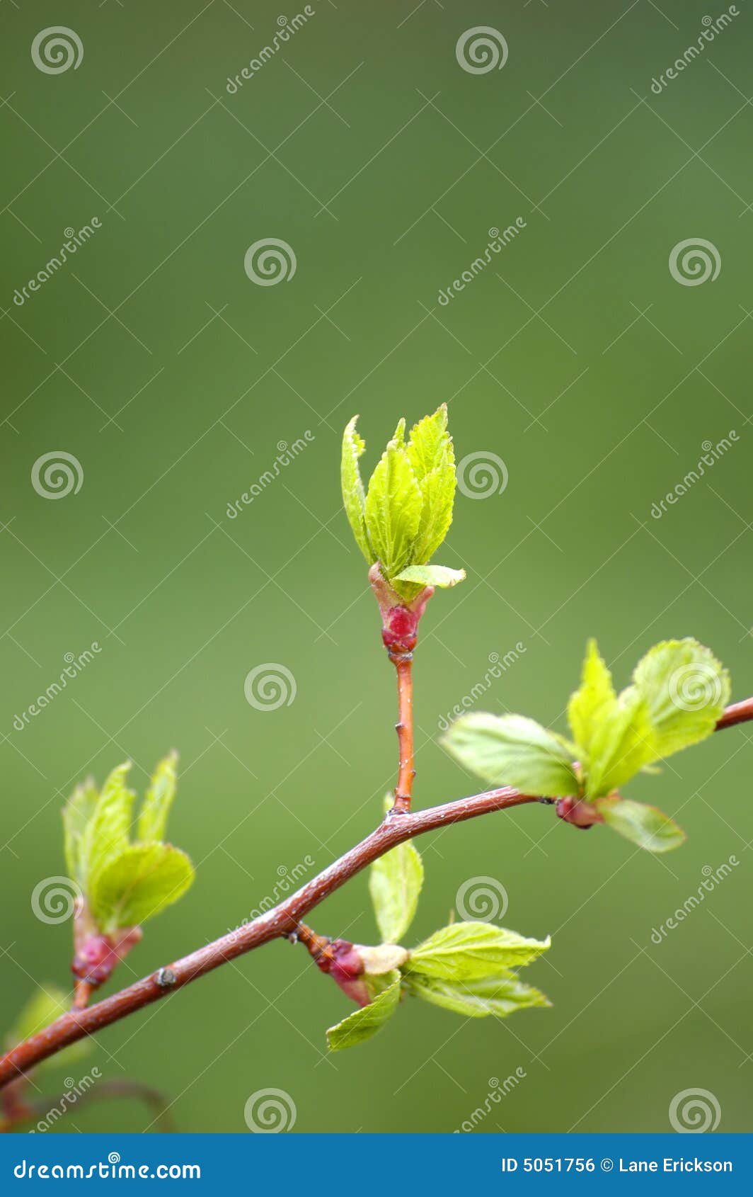 Spring Leaf stock photo. Image of april, leaves, birth - 5051756