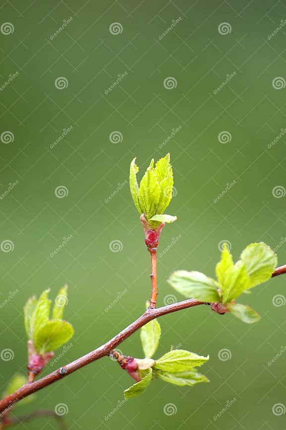 Spring Leaf stock photo. Image of april, leaves, birth - 5051756