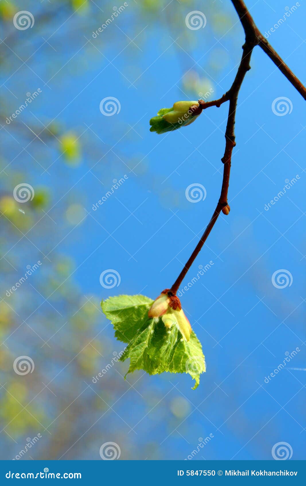 Spring leaf stock photo. Image of growth, sunlight, tree - 5847550