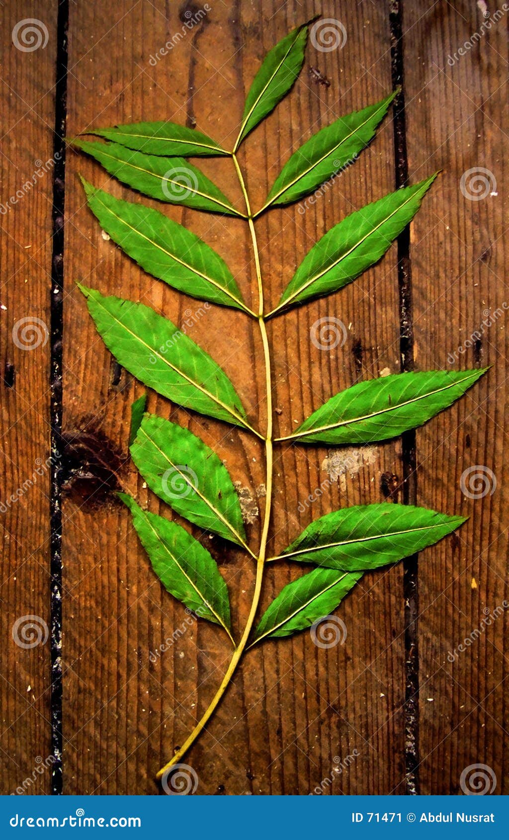 Spring Leaf stock image. Image of leaf, floor, branch, spring - 71471