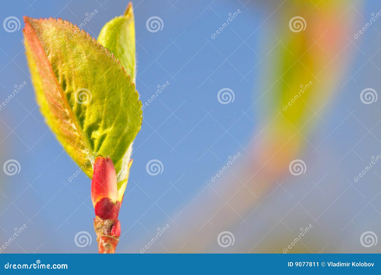 Spring leaf. stock image. Image of green, cogged, live - 9077811