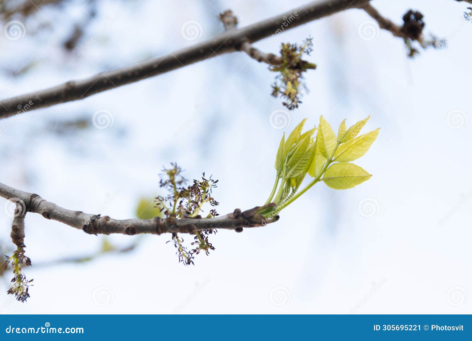 Spring Leaf Bud in Nature. Spring Leaf Symbol of Ecology and ...