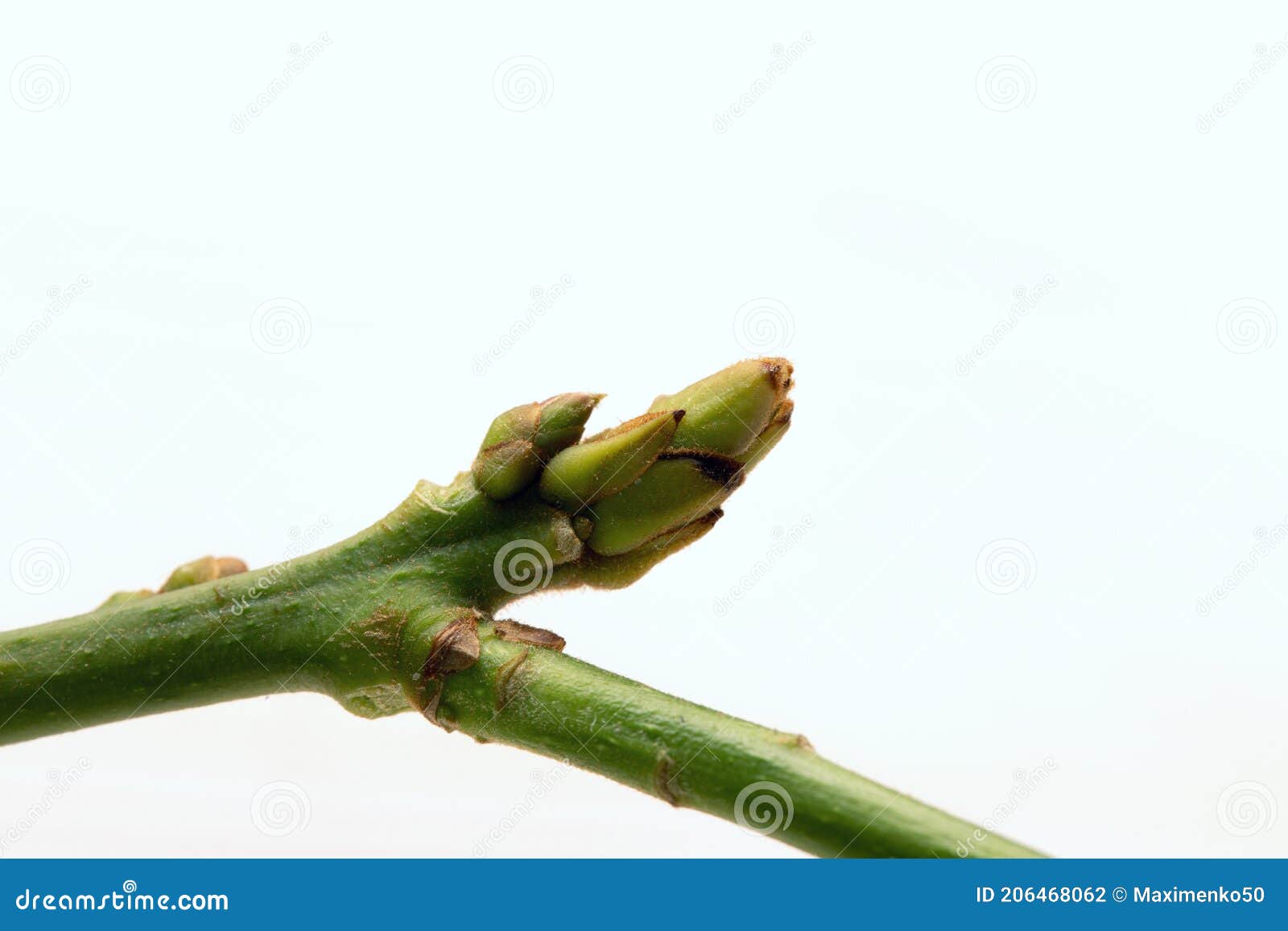 Spring Leaf Bud on Tree Sprout with New Leaves Isolated on White Stock ...