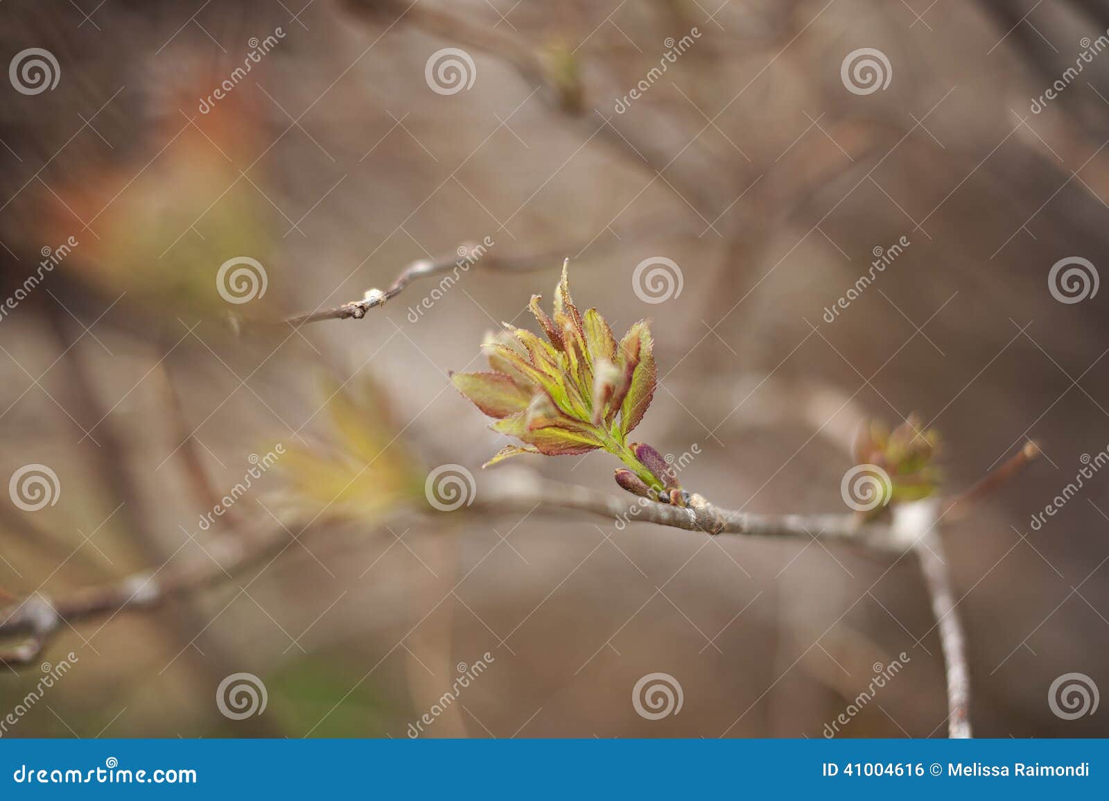 Spring Leaf Buds - New Growth Stock Photo - Image of leaf, twigs: 41004616