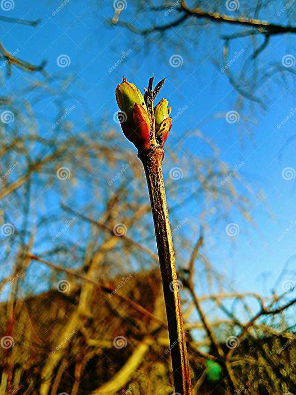 Spring leaf buds off stock image. Image of leaf, buds - 176301725