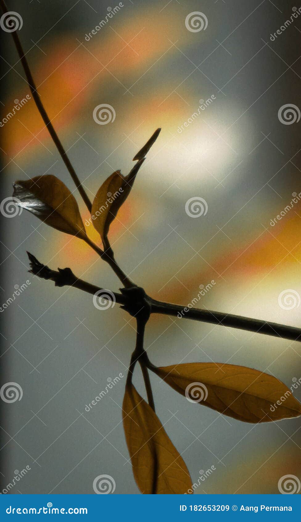 Spring Leaf in Colours Photography Stock Image - Image of colours ...