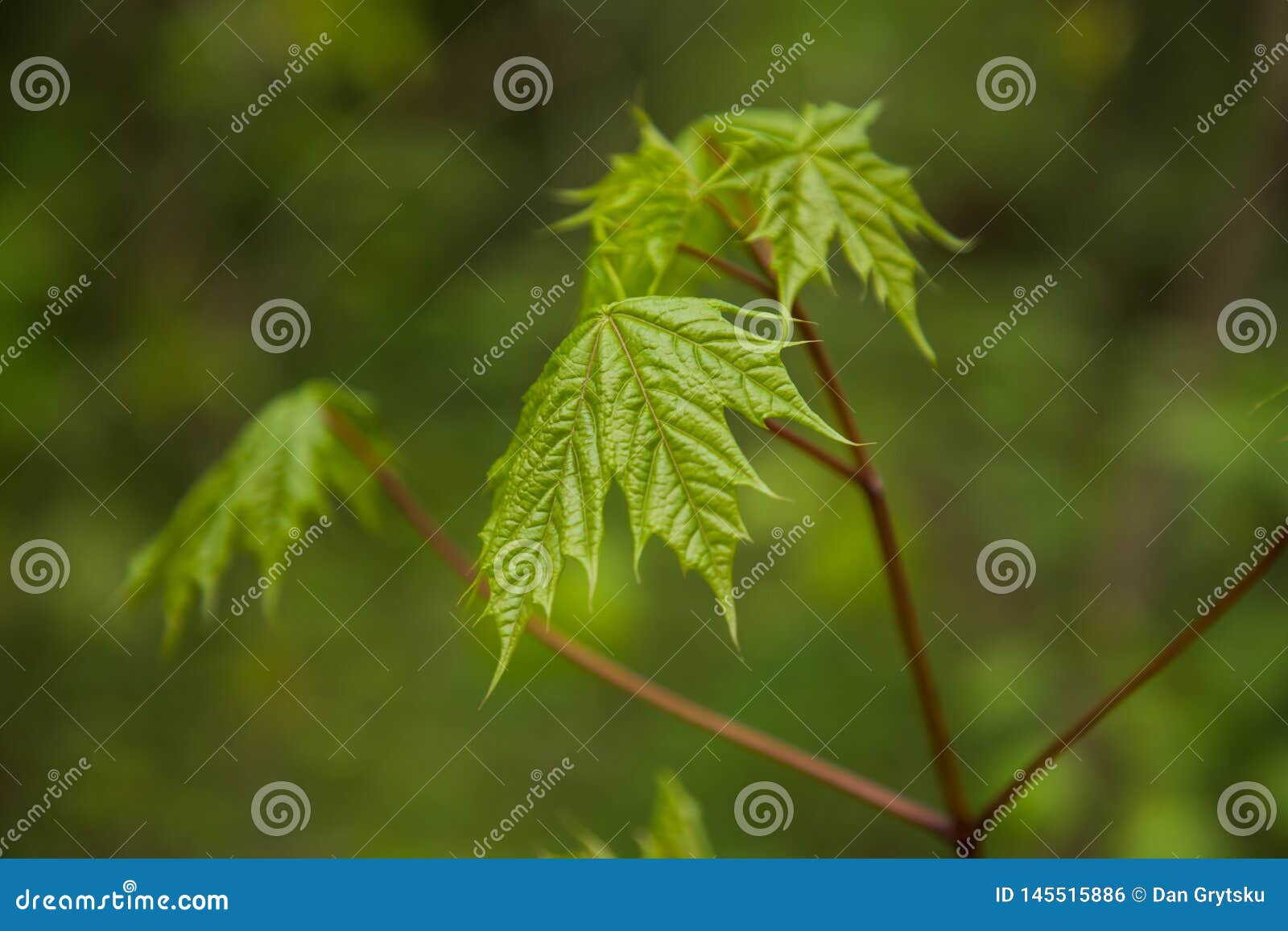 Spring Leaf. Composition of Nature. Spring Green Leaves Branches Stock ...
