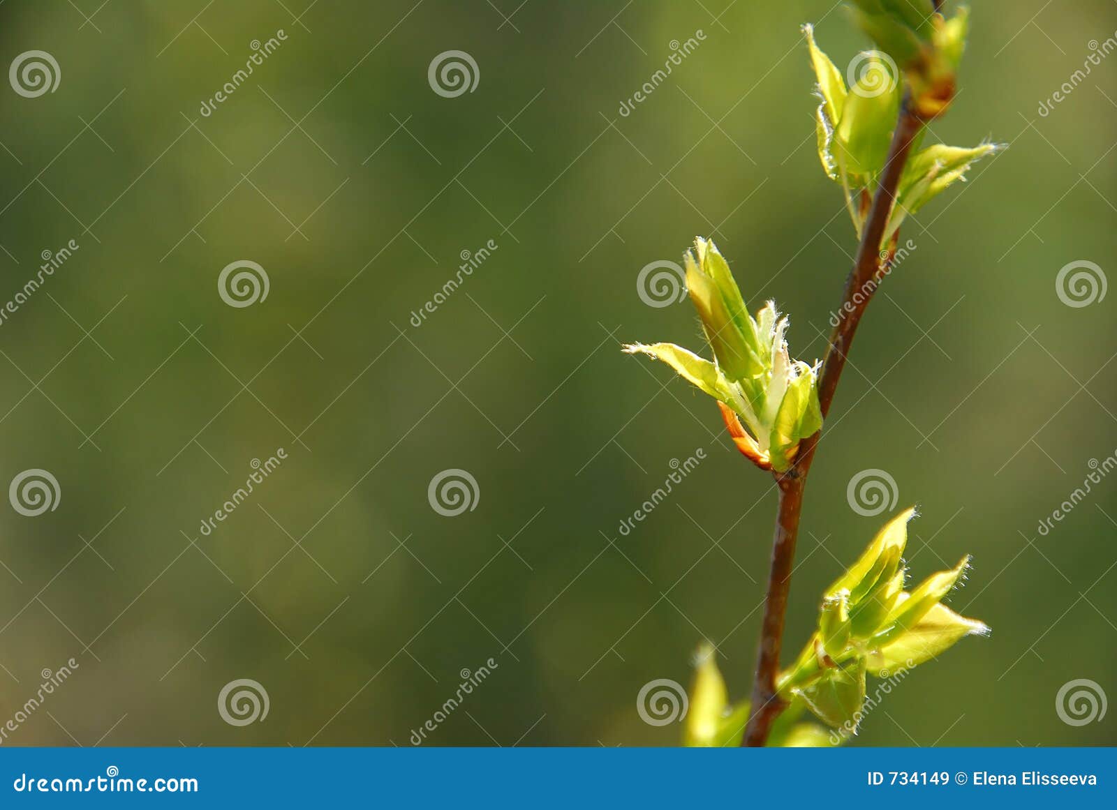 Spring leaf green stock image. Image of glowing, branch - 734149