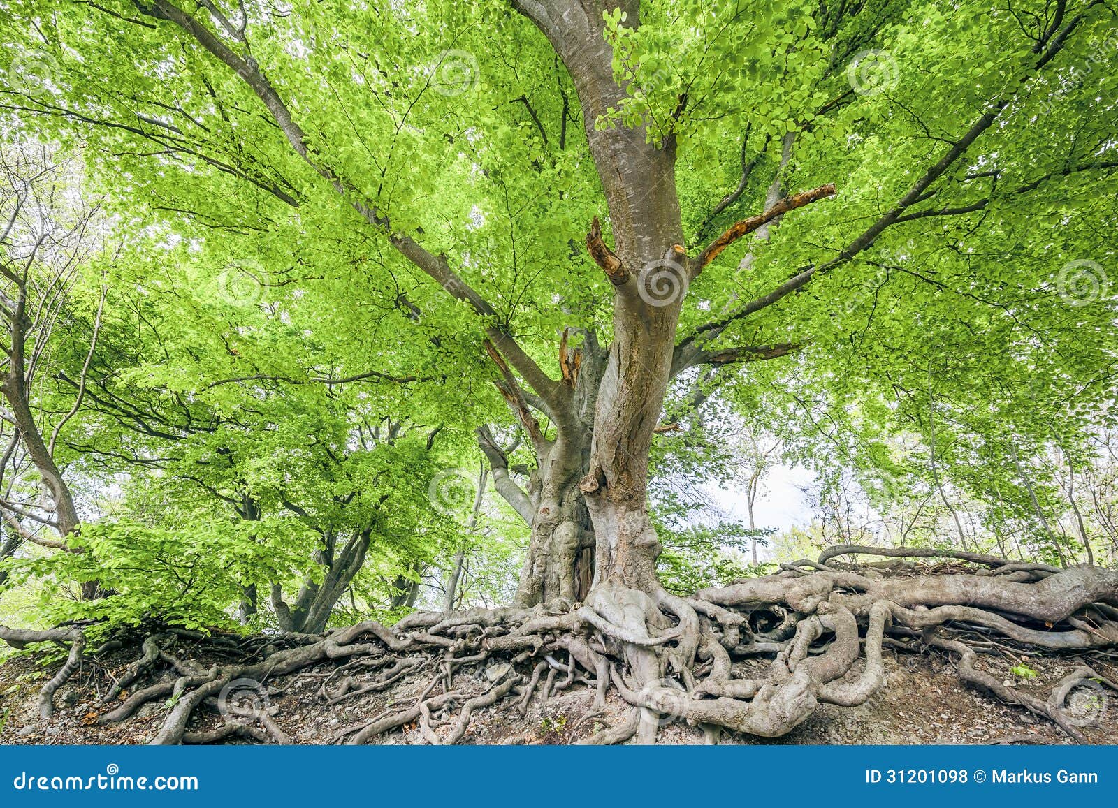 Spring leaf stock photo. Image of beauty, foliage, environment - 31201098