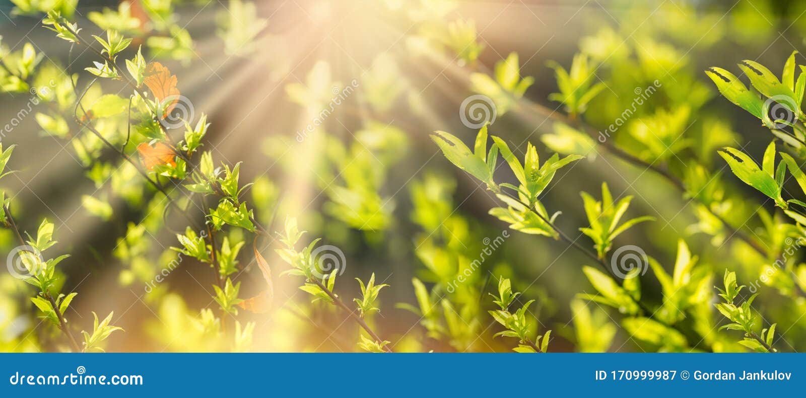 Spring Leaf, Spring Leaves on Branch Lit by Sunlight, Beautiful Nature ...