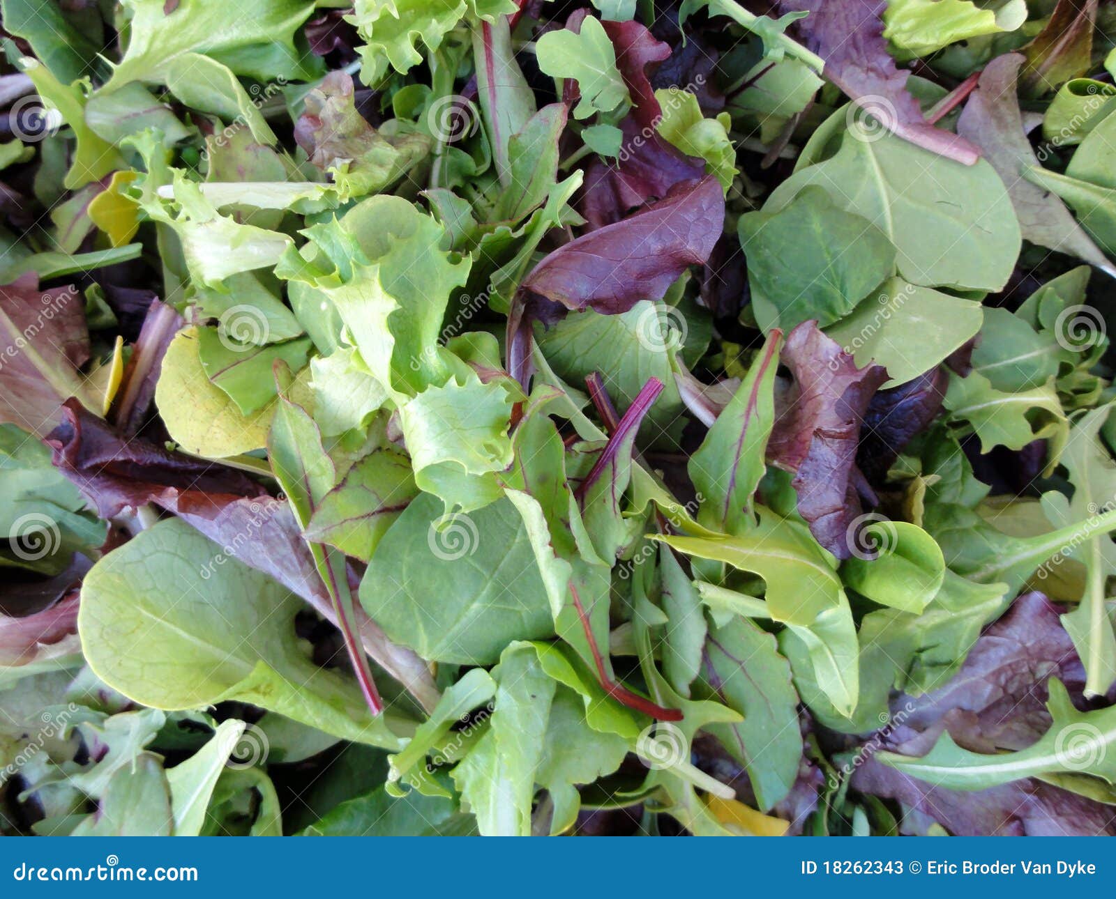 Spring Leaf Lettuce on Display Stock Image - Image of health, grow ...