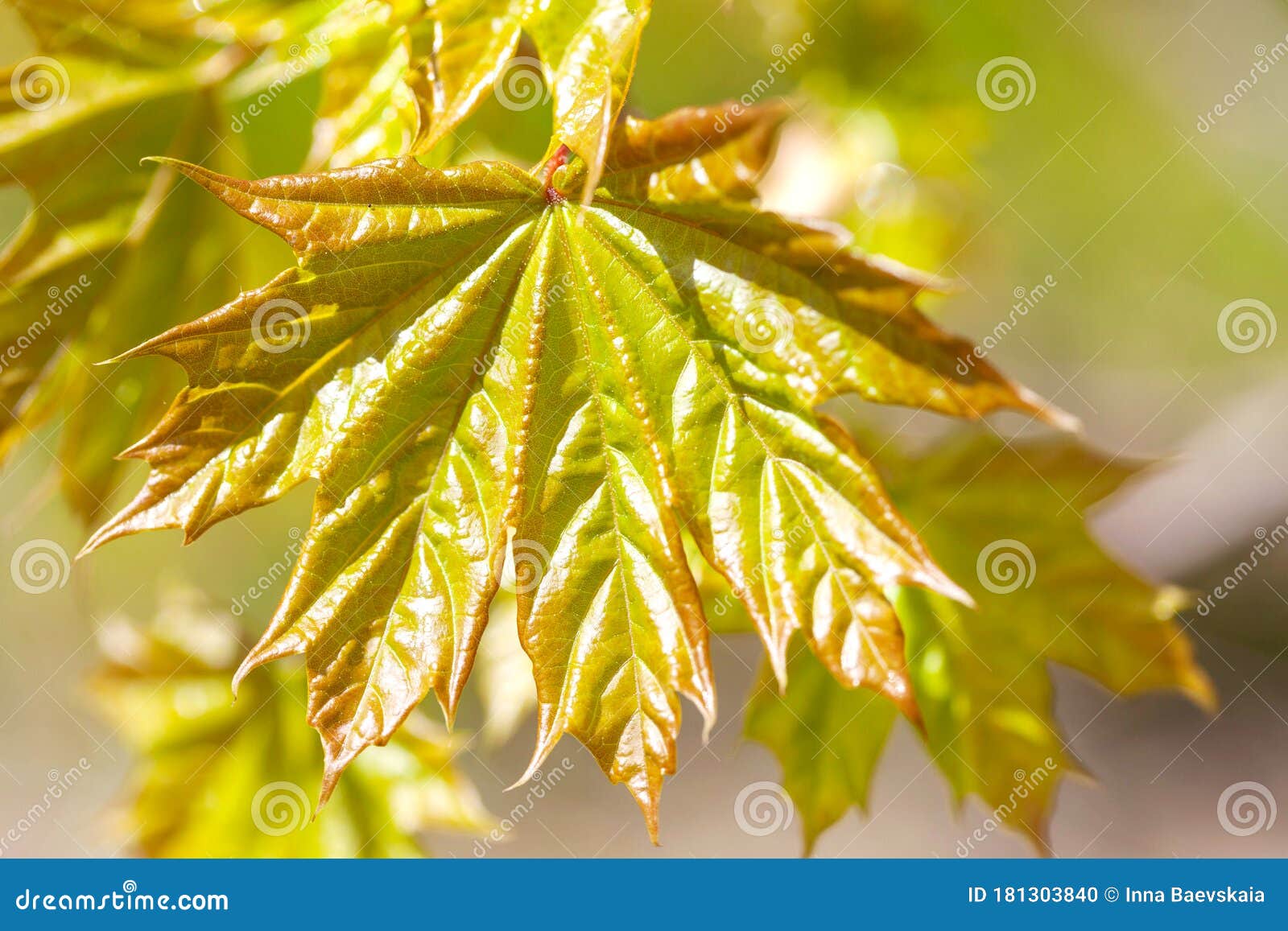 Spring leaf of maple stock photo. Image of macro, forest - 181303840