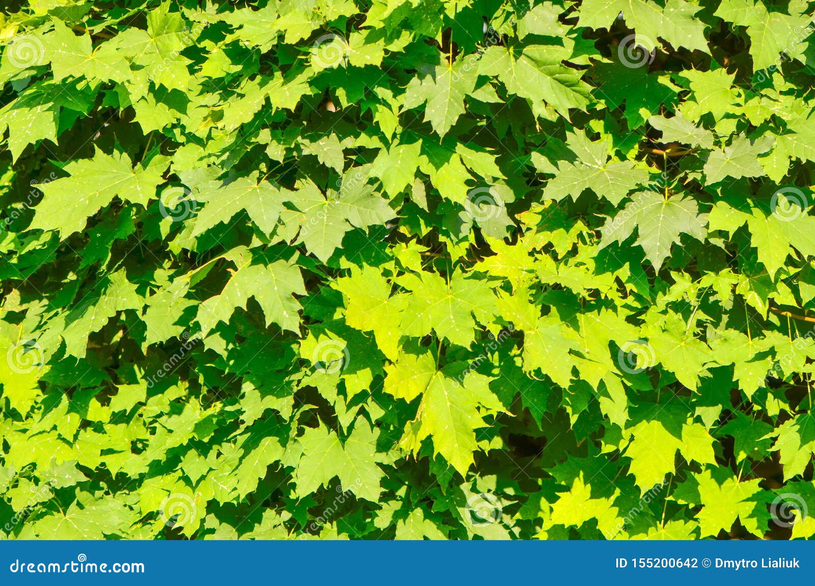 Spring Leaf of Maple. Composition of Nature Stock Photo - Image of ...
