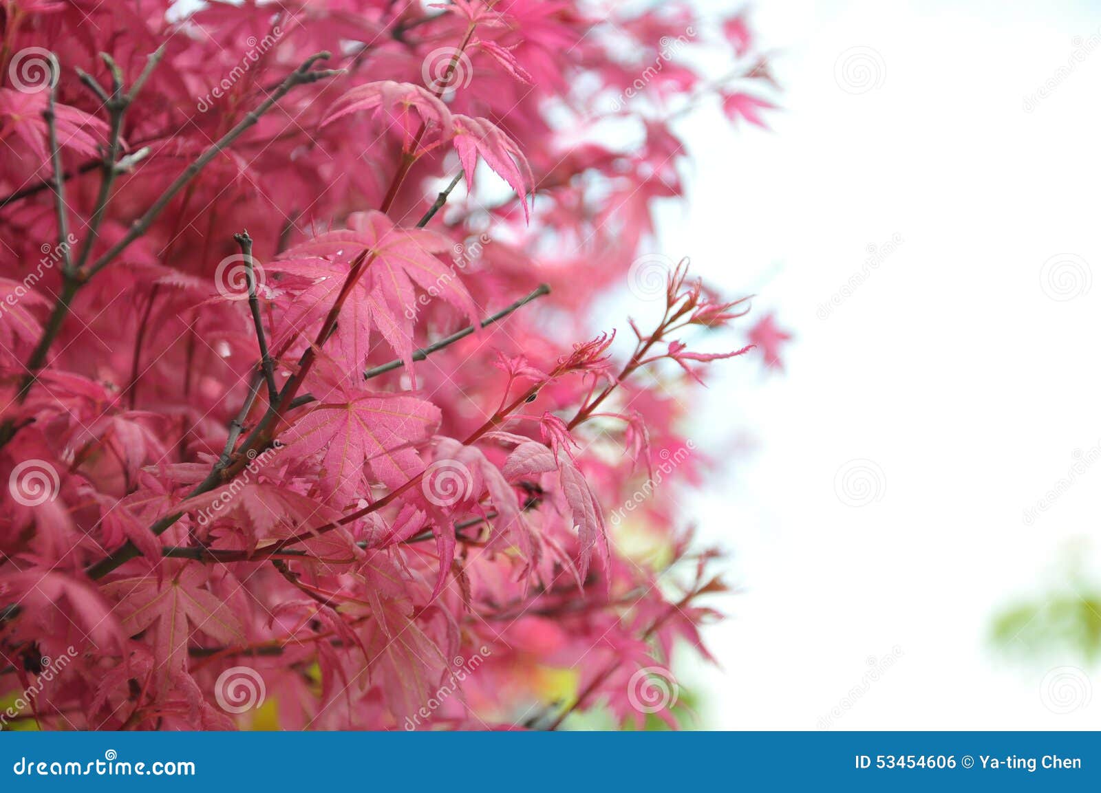 Spring Leaf of Taiwan Maples Stock Photo - Image of park, visit: 53454606