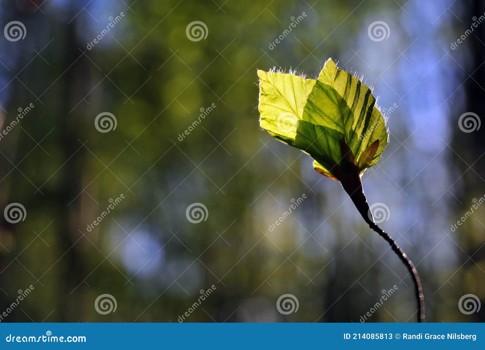 Spring Leaf stock image. Image of leaves, park, horizontal - 214085813