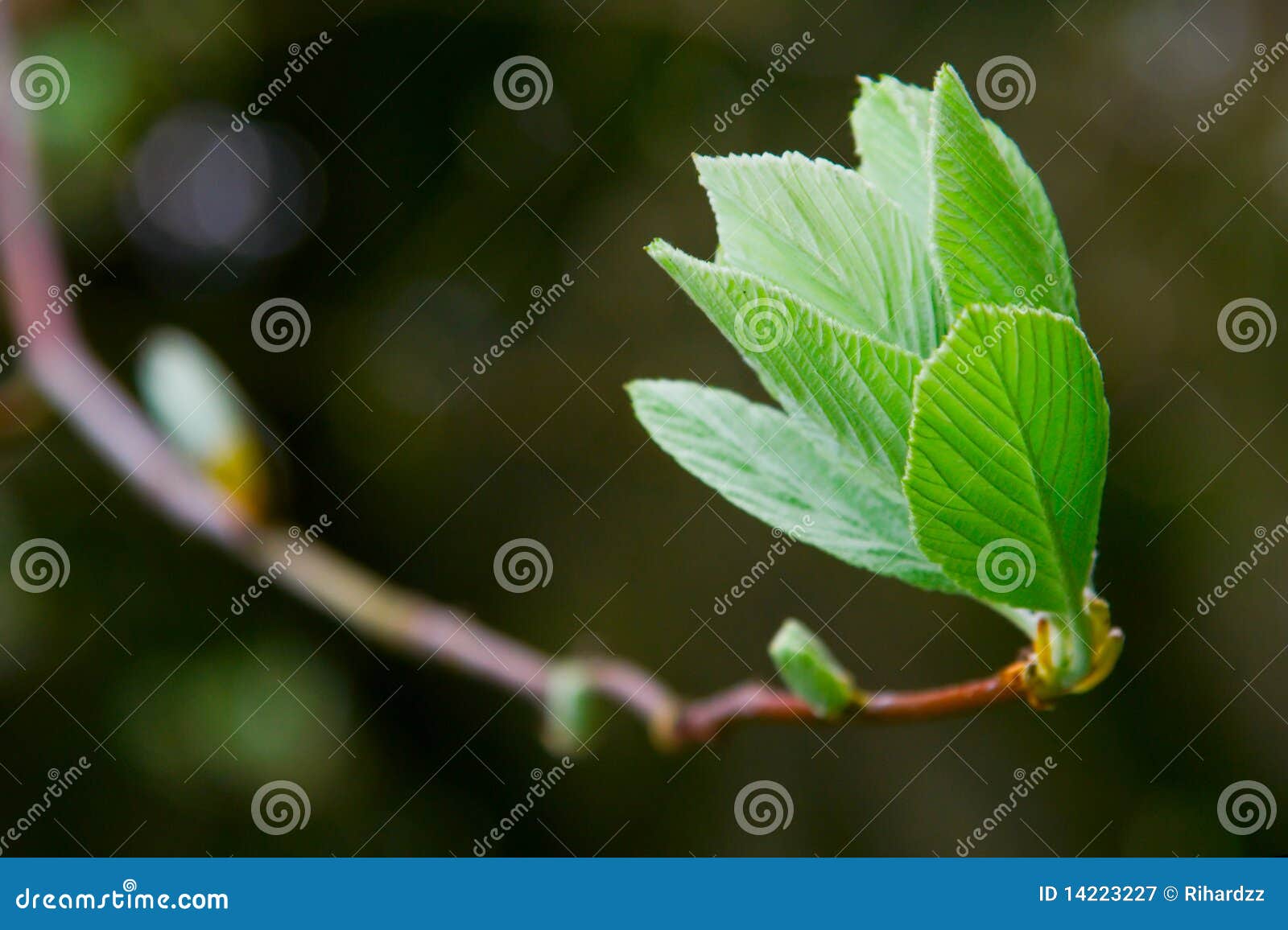 Spring leaf on tree brunch stock image. Image of freshness - 14223227