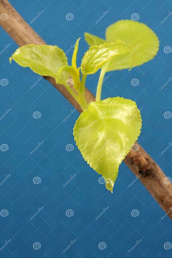 Spring leaflet stock photo. Image of drop, green, nature - 8072146