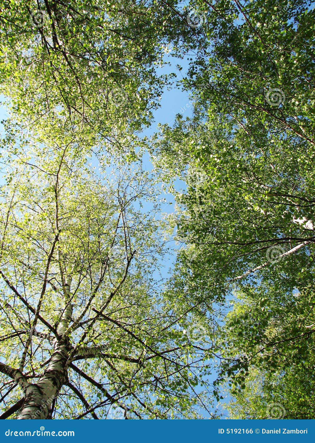 Spring leafs on the sky stock photo. Image of nature, season - 5192166