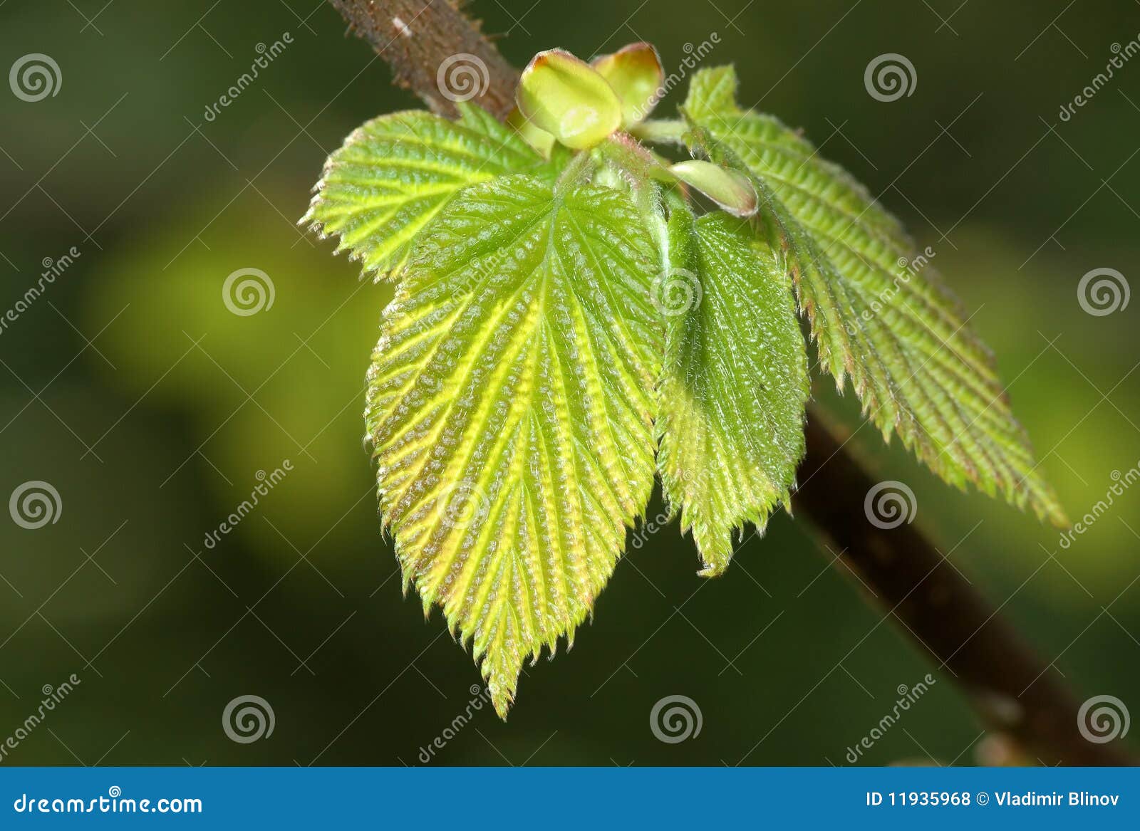 Spring leaves. stock photo. Image of fresh, young, forest - 11935968