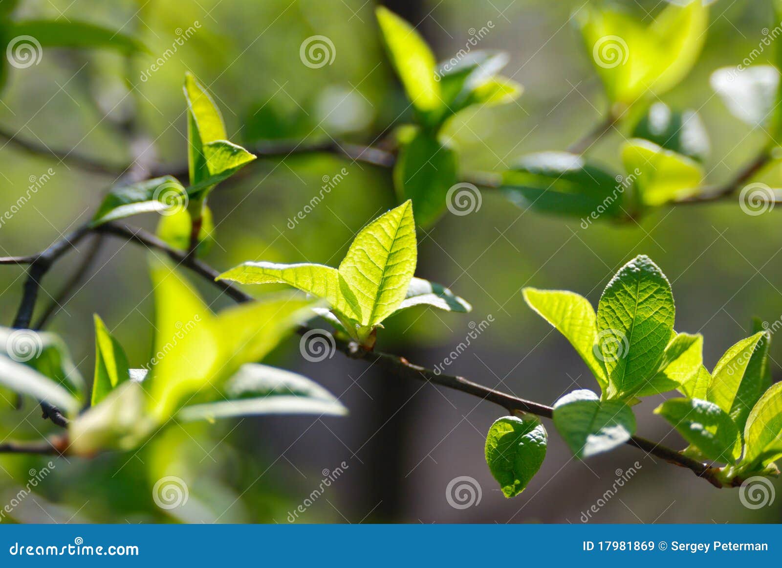 Spring leaves stock image. Image of background, forest - 17981869