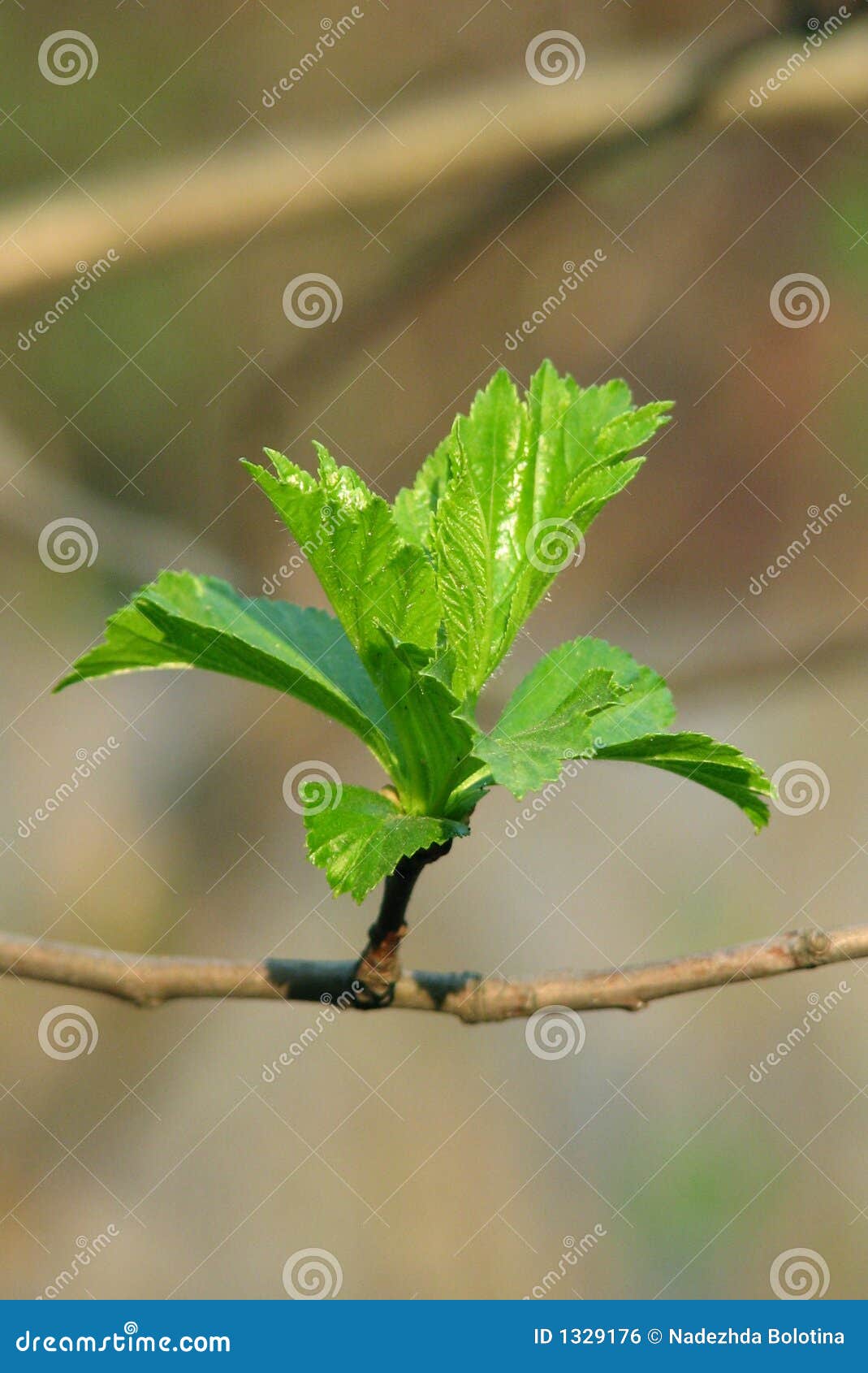 Spring leaves 2 stock photo. Image of ecology, grow, fragile - 1329176