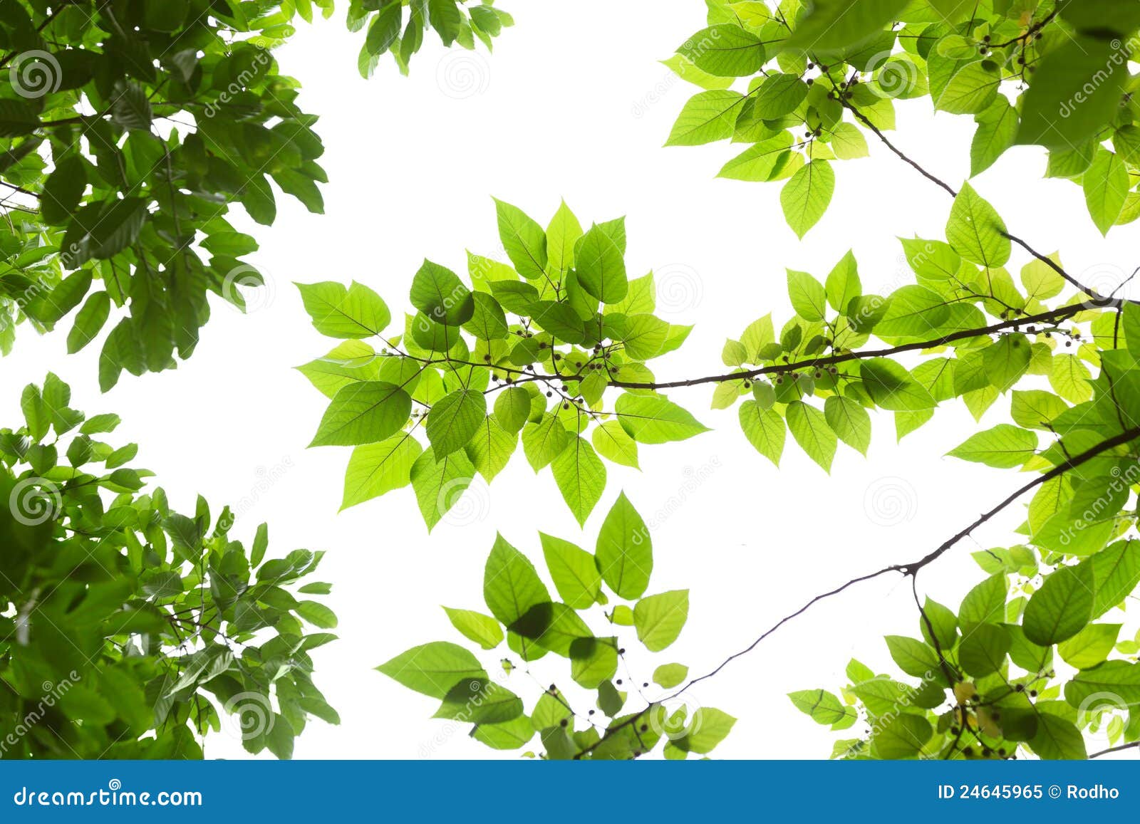 Spring Leaves stock image. Image of close, growth, chinese - 24645965