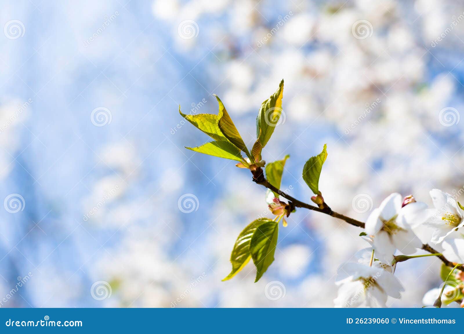 Spring Leaves stock photo. Image of growth, budding, nature - 26239060