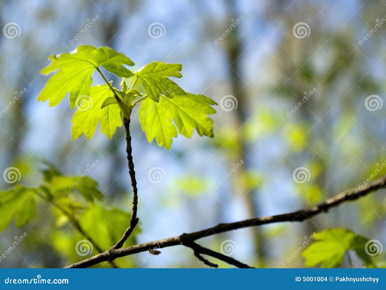 Spring leaves stock photo. Image of spring, space, tree - 5001004