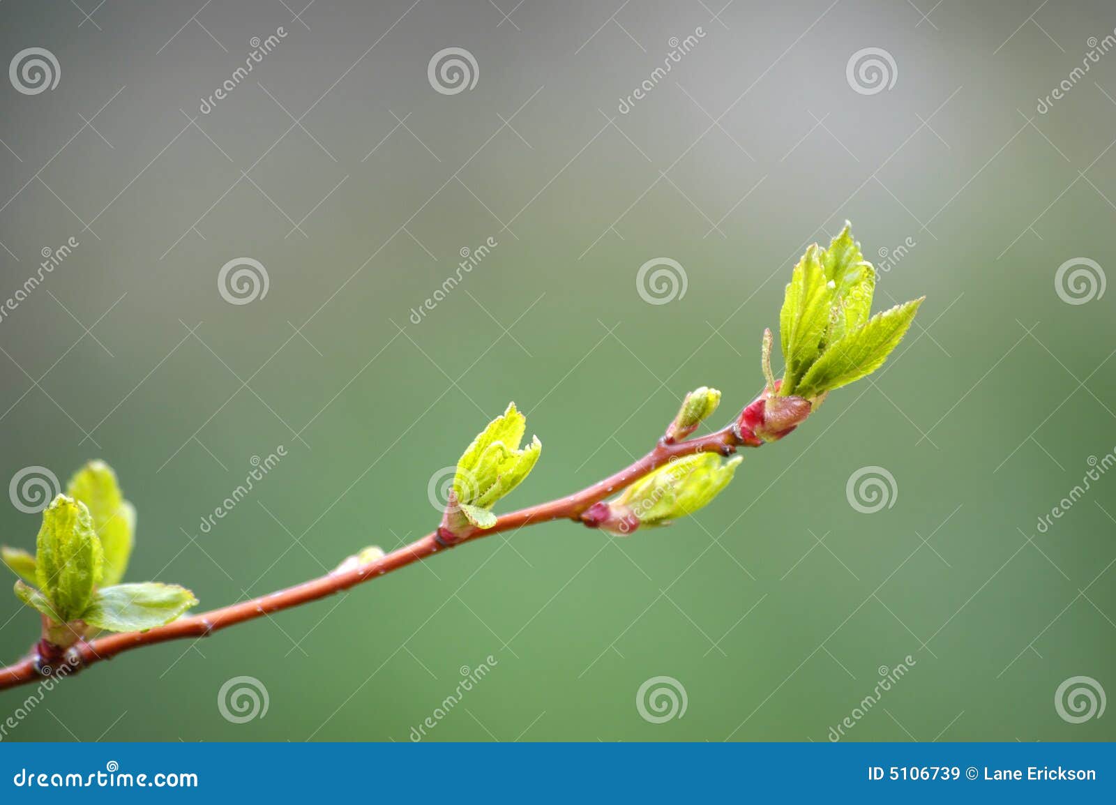 Spring Leaves stock image. Image of life, march, beginning - 5106739