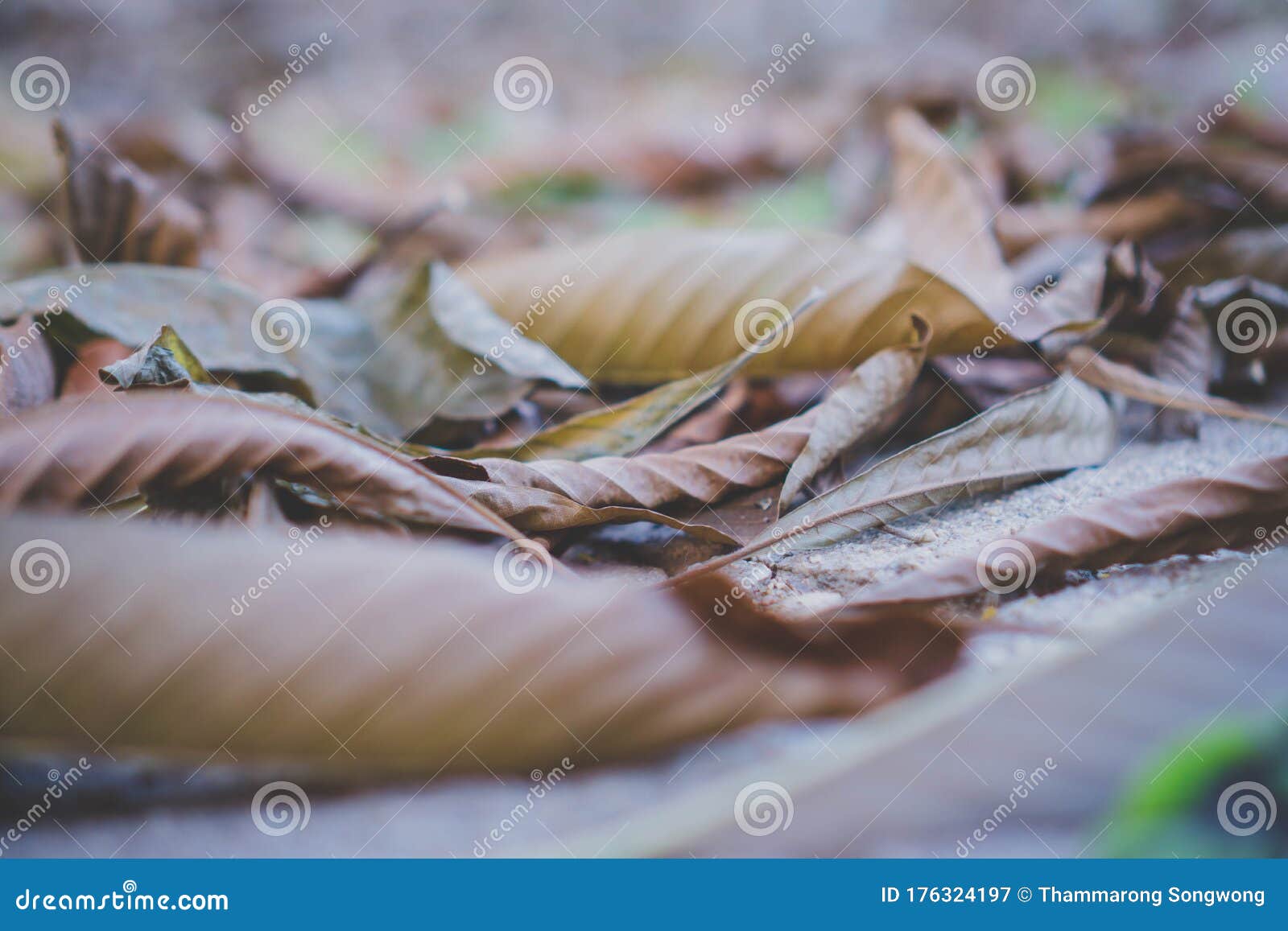 Spring Leaves All Fall. There are only Branches Stock Image - Image of ...