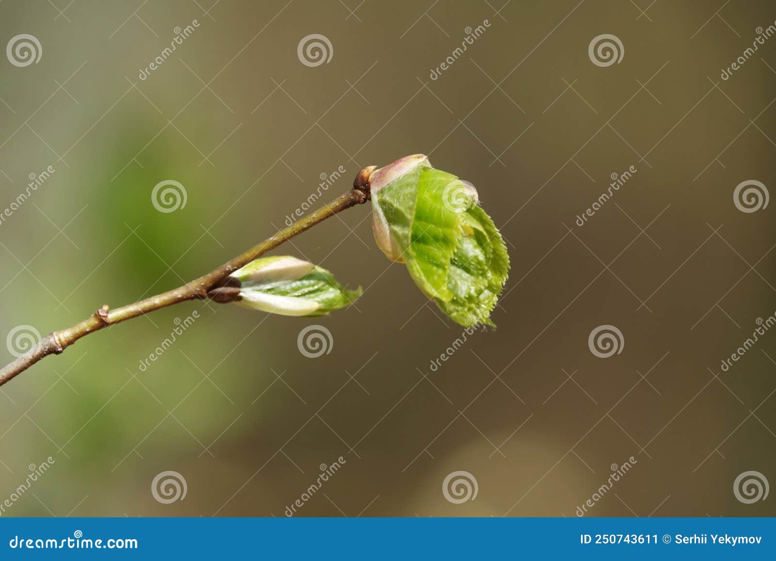 In Spring, Leaves Appear on Trees from Buds Stock Image - Image of life ...