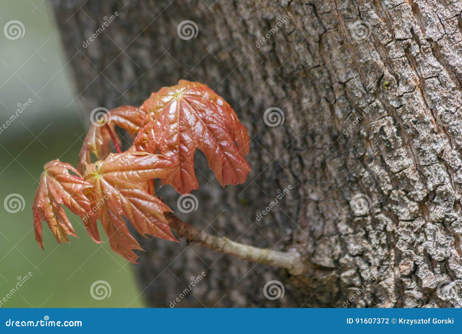 Spring Leaves As a Background Stock Photo - Image of environment, lake ...